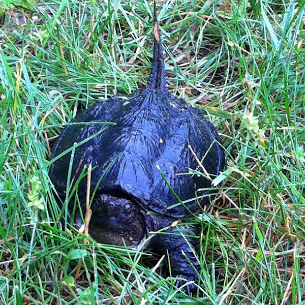 Snapping turtle | Project Noah