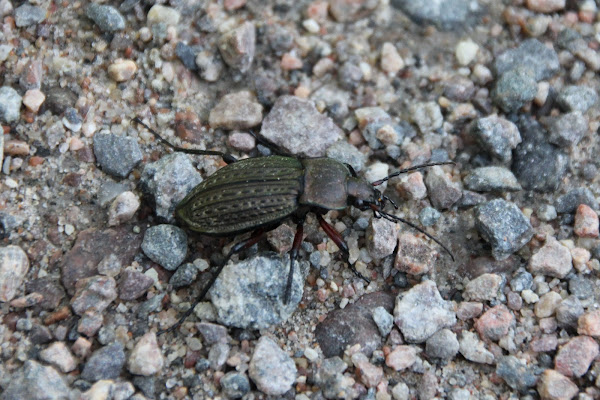 Ground beetle | Project Noah