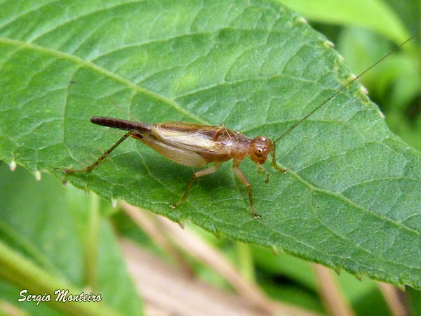 Grilo arborícola (Tree cricket) | Project Noah