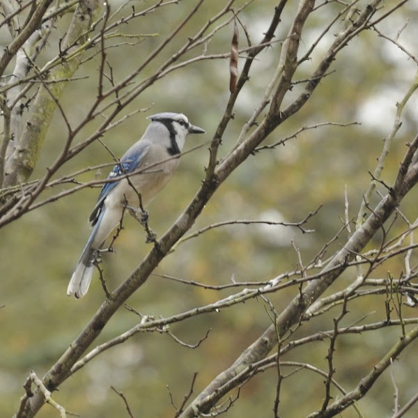 Blue Jay | Project Noah