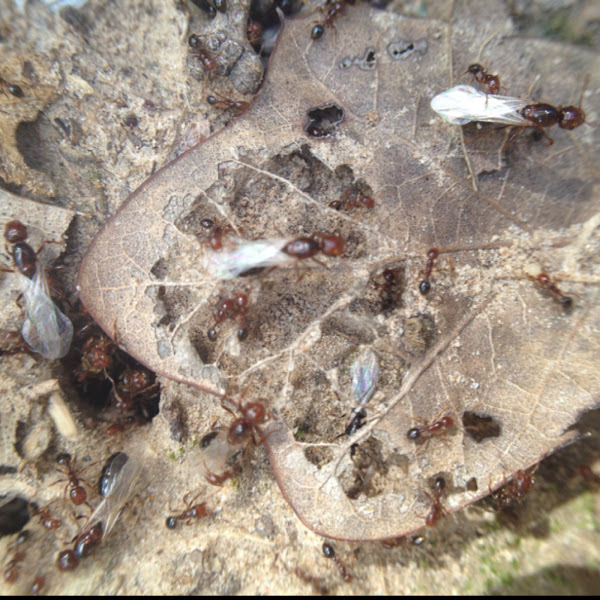 Flying ants!! | Project Noah