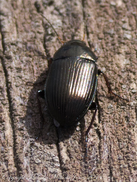 Ground Beetle | Project Noah