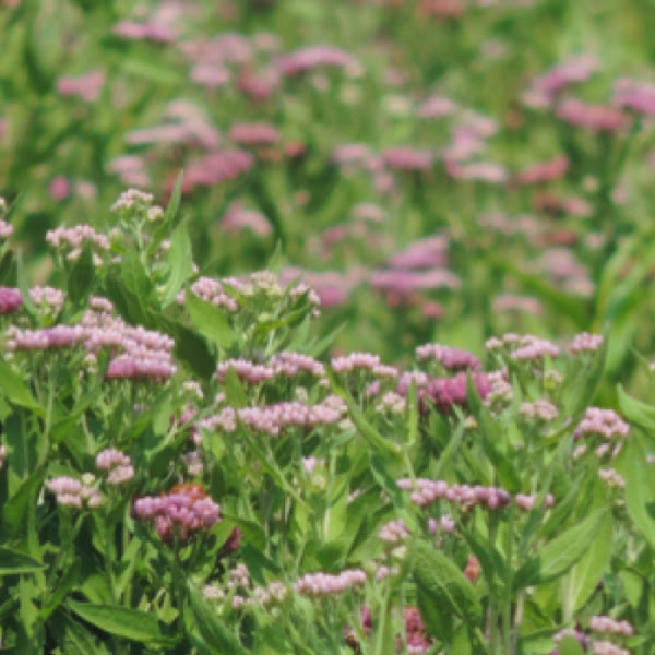 Southern Marsh Fleabane | Project Noah