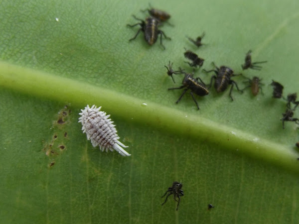 Mealy bug | Project Noah