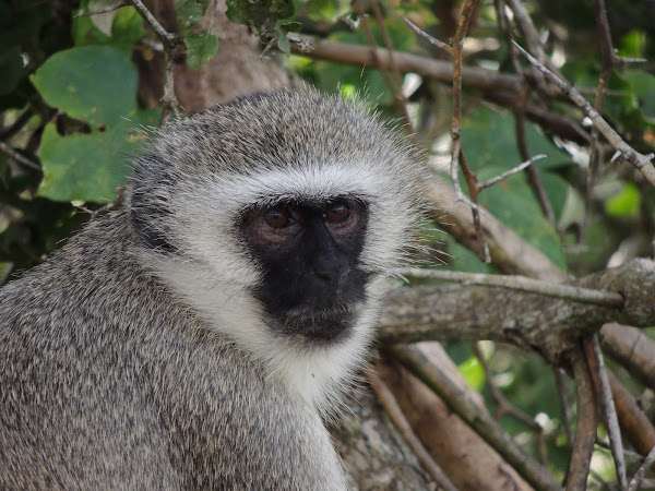 Vervet Monkey | Project Noah