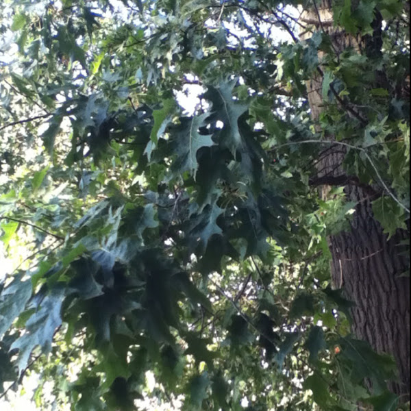 Black Oak | Project Noah