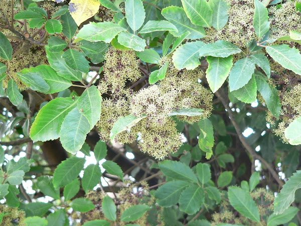 Five finger | Project Noah