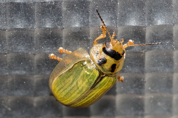 Eucalyptus leaf beetle | Project Noah