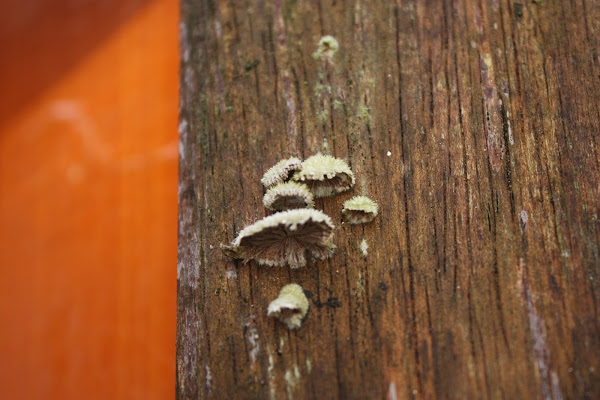 Split Gill | Project Noah