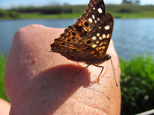 Hackberry Emperor | Project Noah