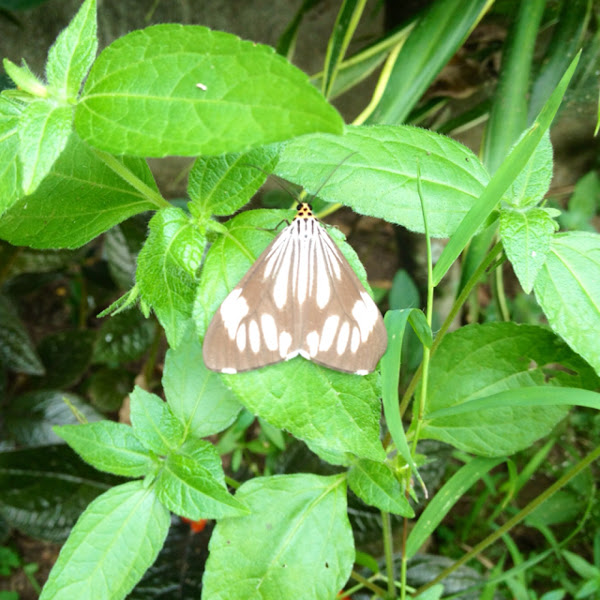 Marbled White Moth | Project Noah