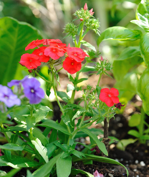 phlox | Project Noah