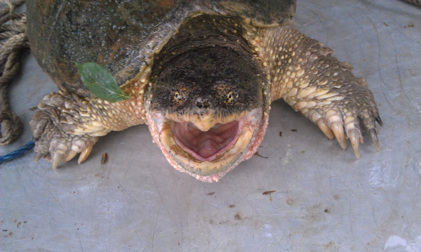 Eastern Snapping Turtle | Project Noah