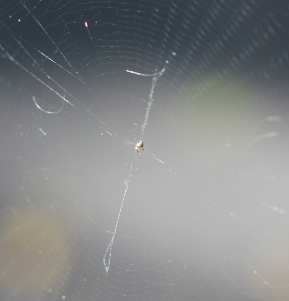 Trashline Orbweaver | Project Noah