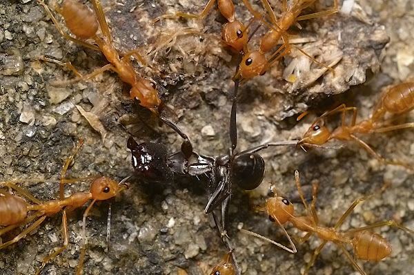 Weaver ants | Project Noah