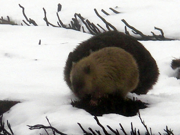 Wombat | Project Noah