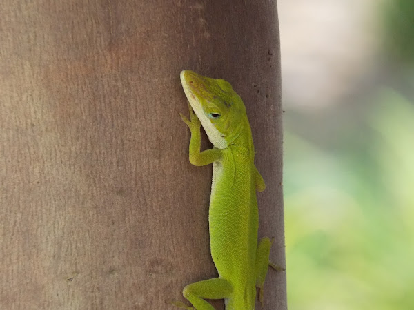 Carolina Anole | Project Noah