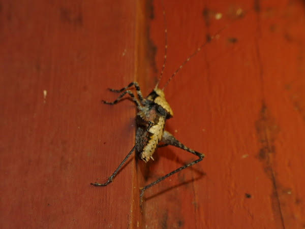 Shieldback Katydid | Project Noah