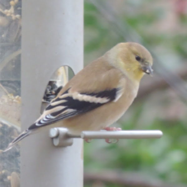 Goldfinch | Project Noah