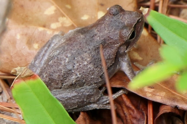 Cope's Gray Treefrog | Project Noah