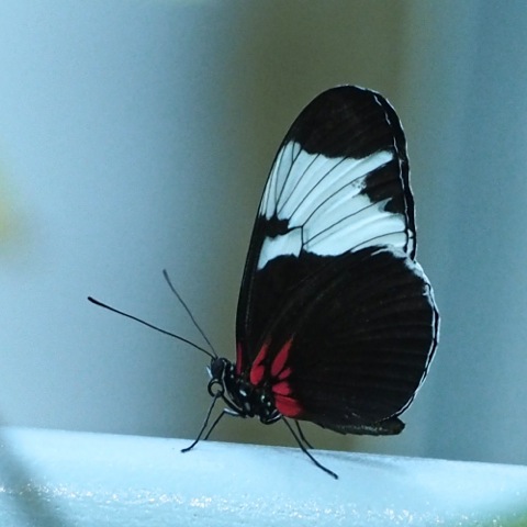 Sapho Longwing | Project Noah