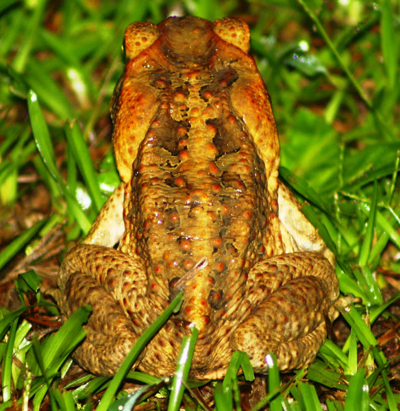 Cane Toad | Project Noah