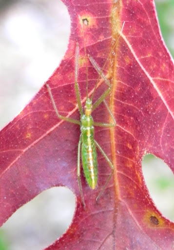 Assassin bug | Project Noah