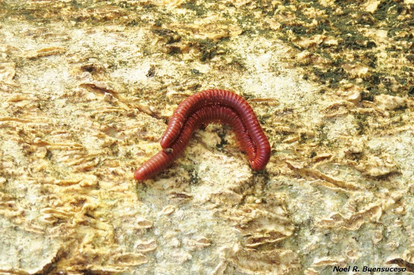 Rusty Millipedes | Project Noah