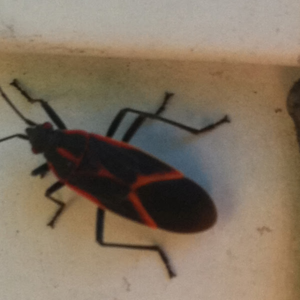 boxelder bug | Project Noah