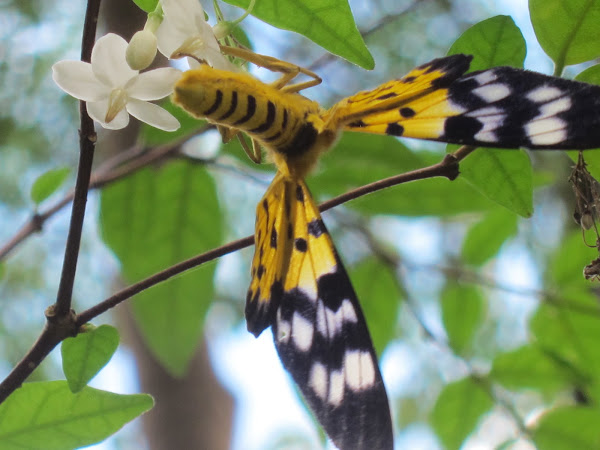 False Tiger Moth | Project Noah