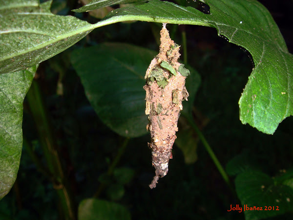 Case Moth Larva | Project Noah