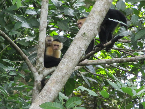 Capuchin Monkey | Project Noah