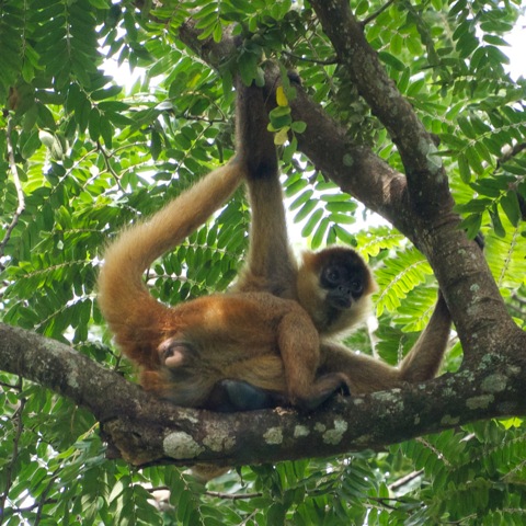 Geoffroy's Spider Monkey | Project Noah