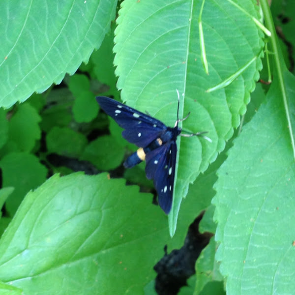 Nine-spotted moth | Project Noah