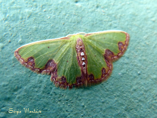 Emerald moth | Project Noah