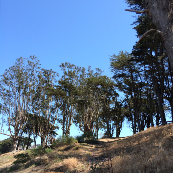 Eucalyptus | Project Noah