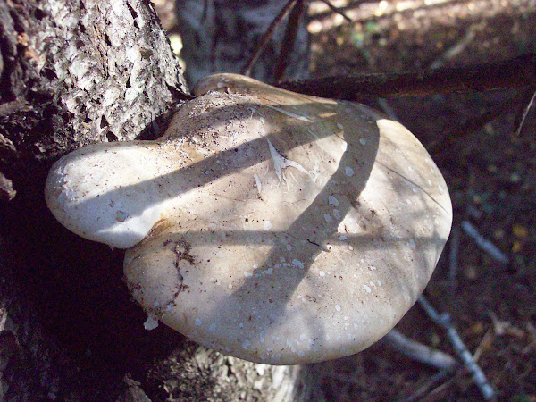 Birch polypore | Project Noah