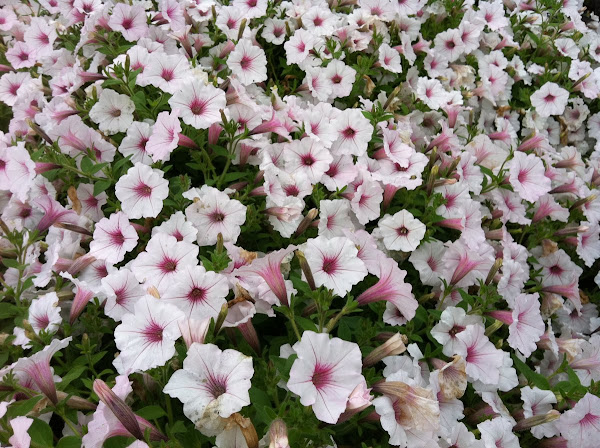 Petunia | Project Noah