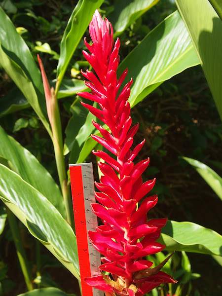 red ginger | Project Noah