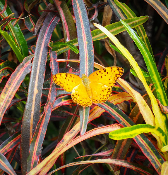 Common Leopard | Project Noah