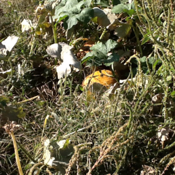 Pumpkin | Project Noah