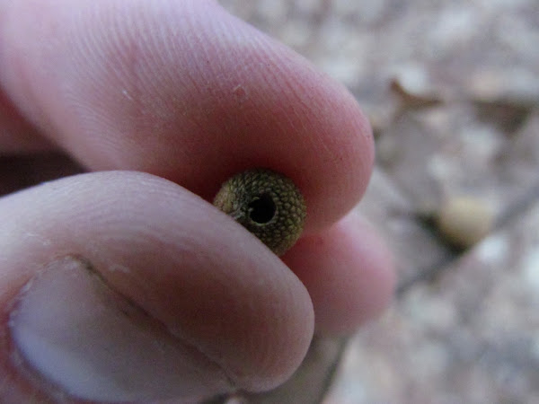 Jewel Oak Gall Wasp's Gall | Project Noah