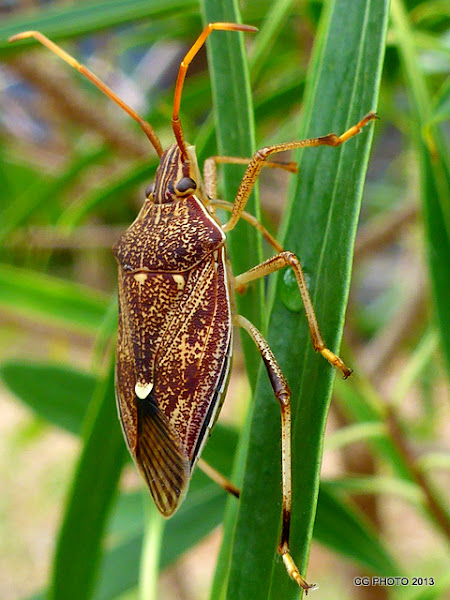Brown Shield Bug | Project Noah