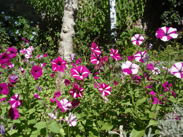 Petunia | Project Noah