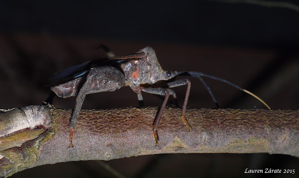 Large Coreid Bug | Project Noah