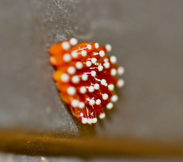 Assassin Bug Insect Eggs | Project Noah