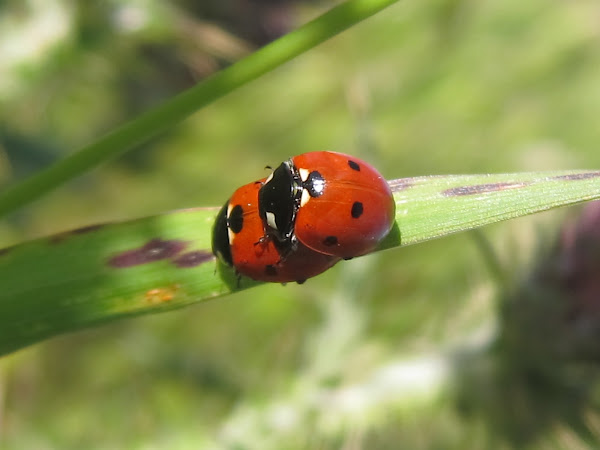Seven-Spotted Ladybugs Mating | Project Noah