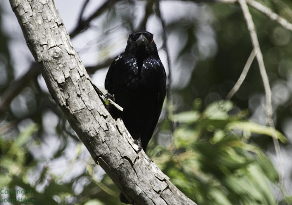 Spangled Drongo | Project Noah