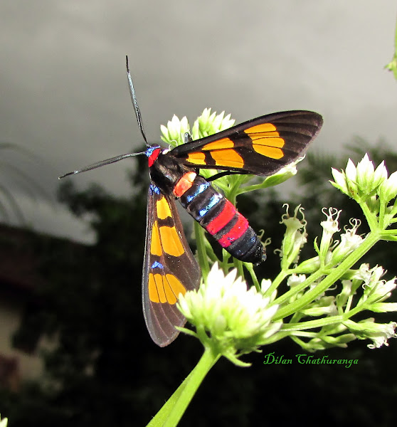 Handmaiden Moth | Project Noah