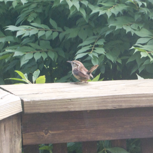 Carolina Wren | Project Noah